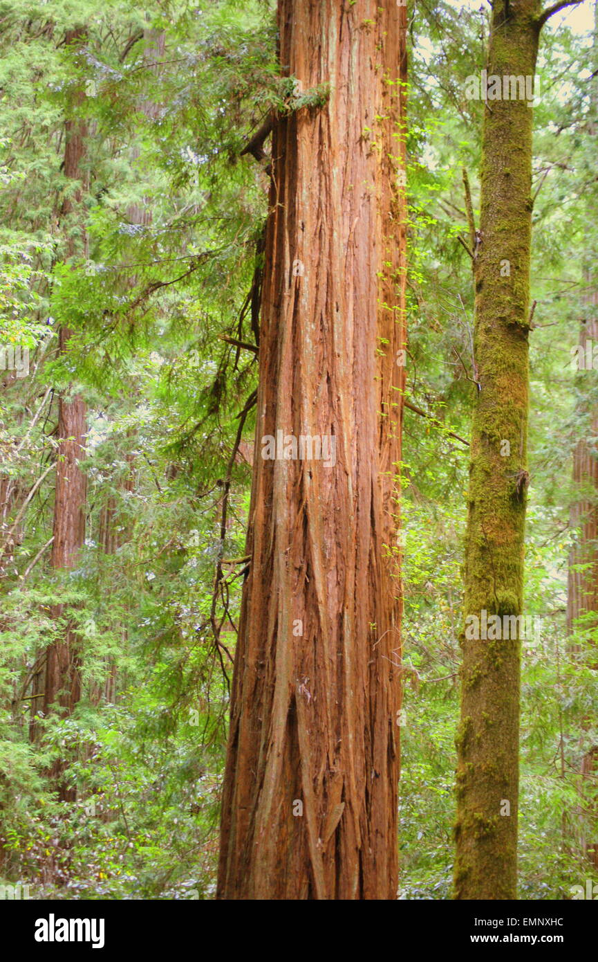 GIANT RED PINES Stock Photo - Alamy