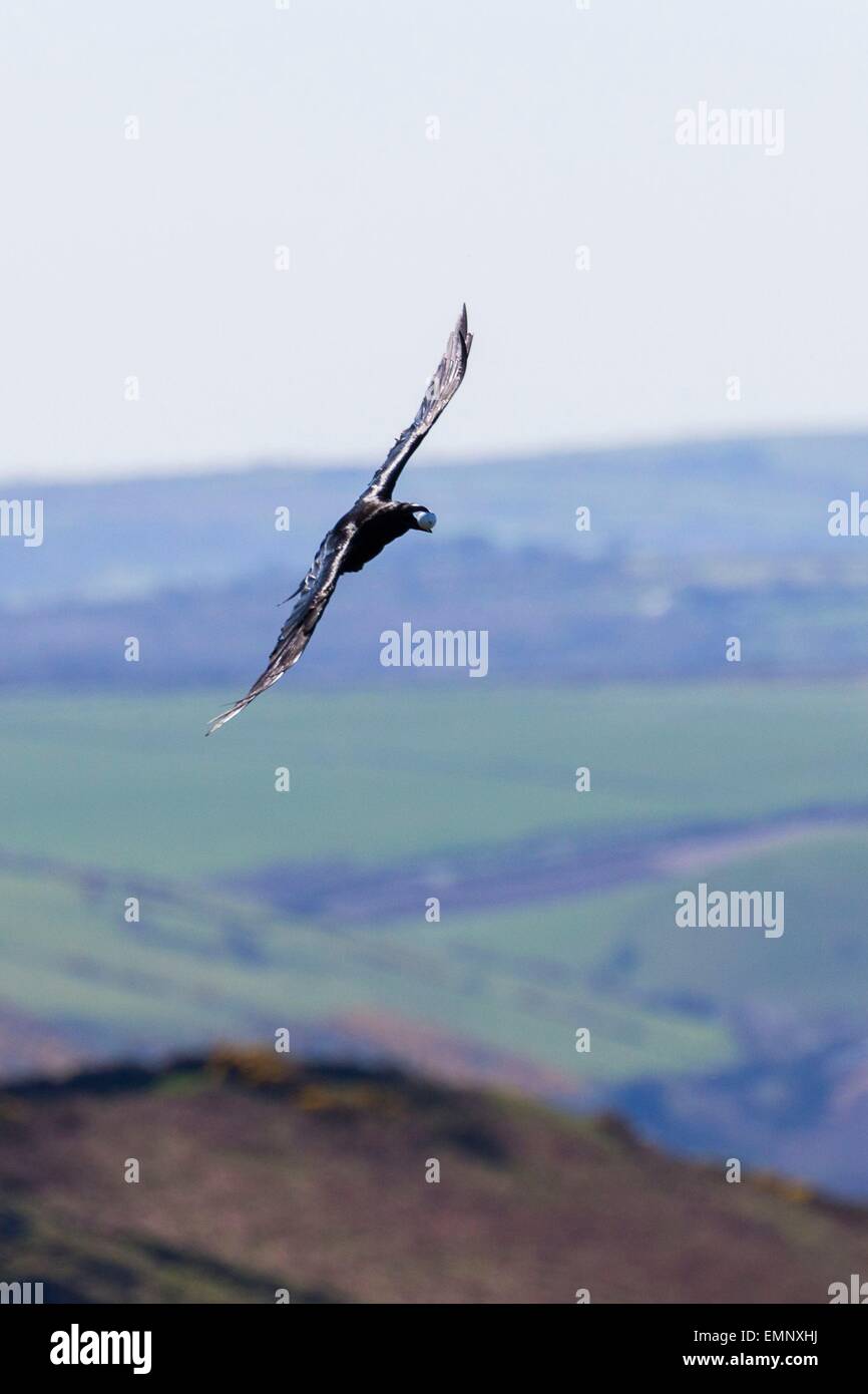 A raven carrying a golf ball in it's beak over the Ceredigion Coastal ...