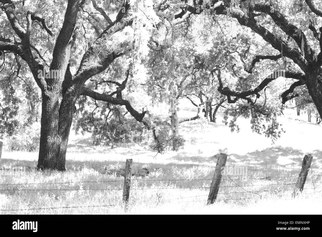 LIVE OAK WOODS Stock Photo - Alamy