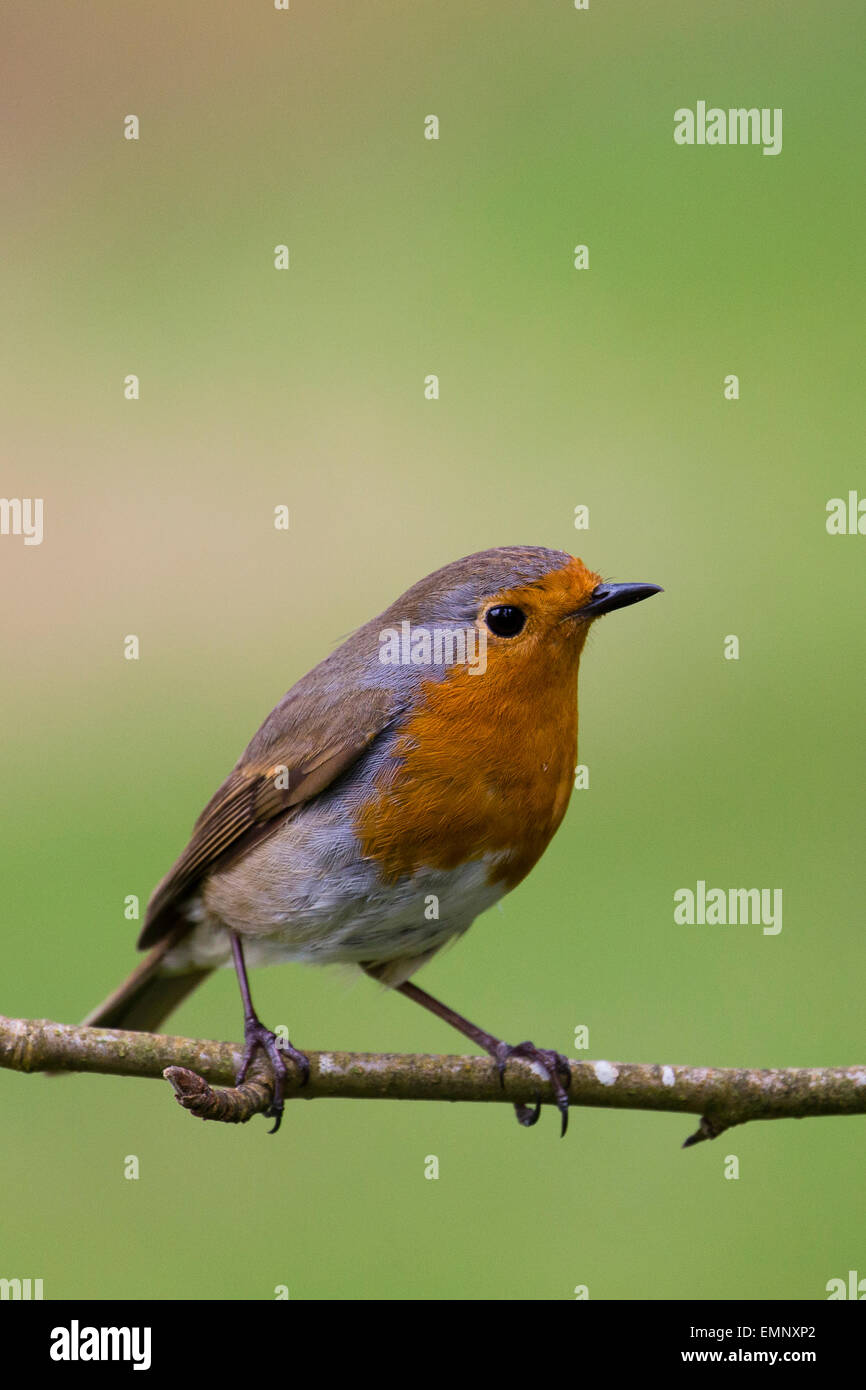 A robin in the woods around Gilfach nature reserve in mid Wales Stock ...