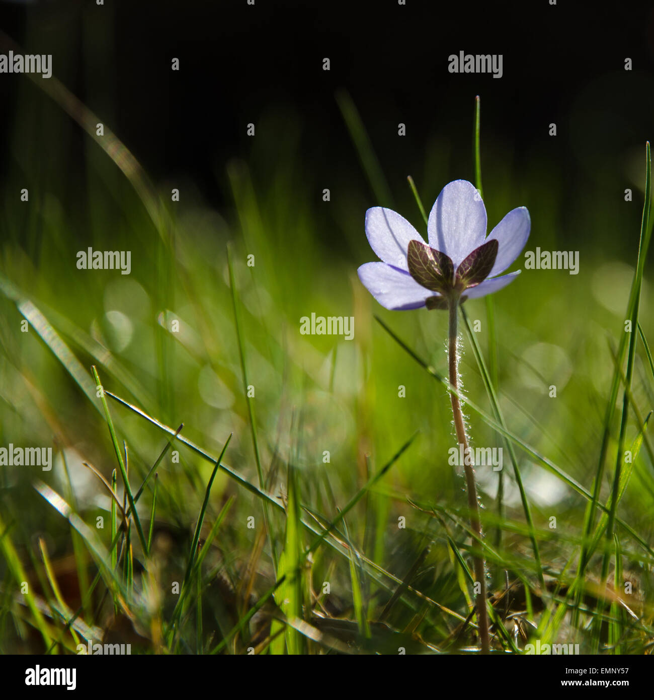 Low angle photo of a backlit shiny Hepatica flower Stock Photo - Alamy