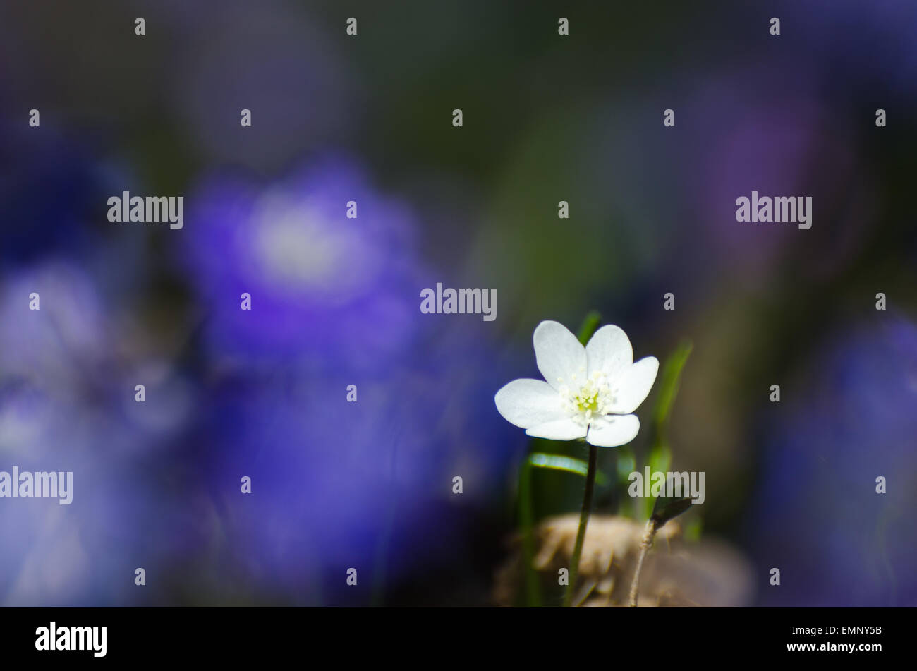 Shiny white Hepatica flower among soft blue hepaticas Stock Photo - Alamy