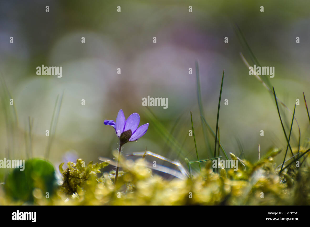 Blue flower in moss hi-res stock photography and images - Alamy