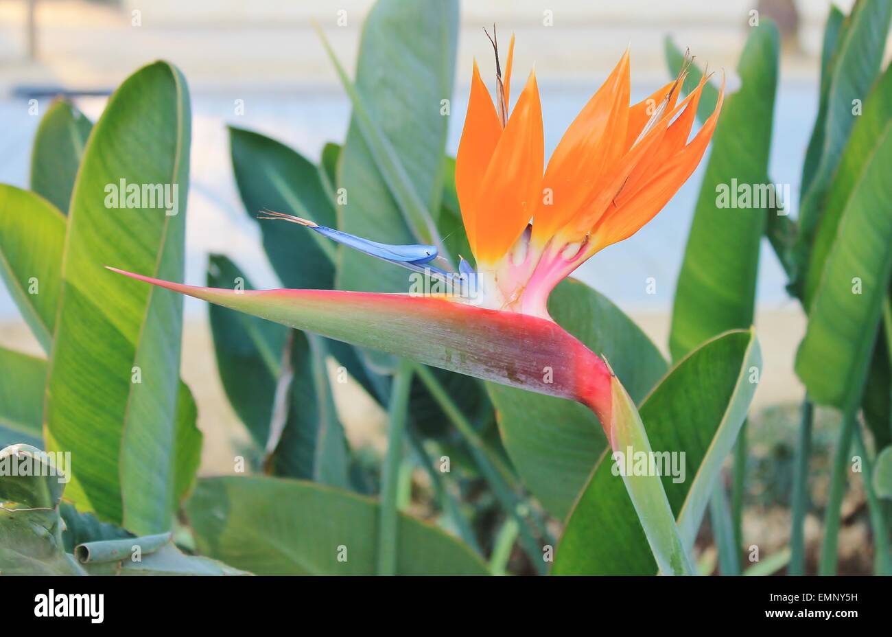 Bird of paradise flower flower, spring, red, vibrant colors, sepals ...