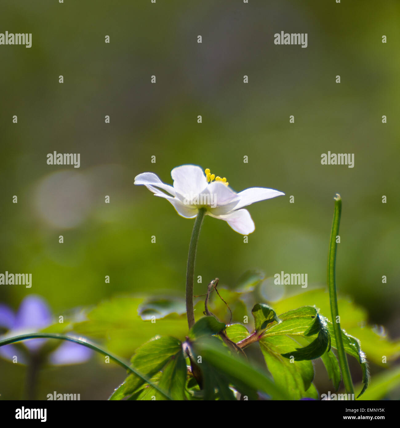 Low perspective image of a bloosom windflower with a soft green ...
