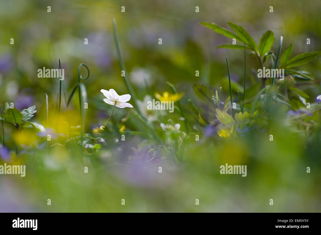 Grove windflower hi-res stock photography and images - Alamy