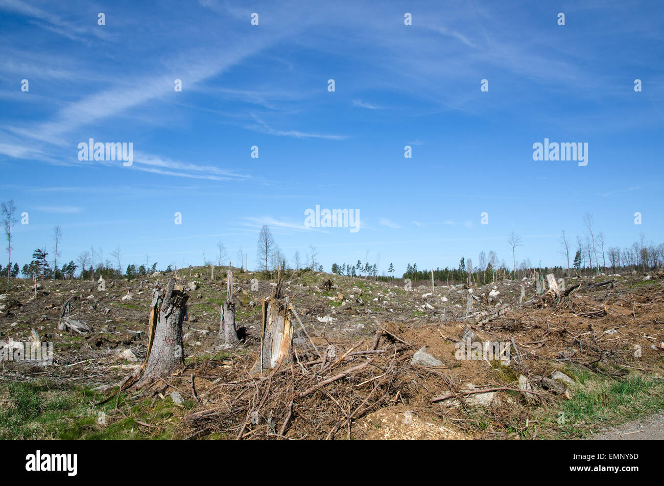Stumps at a clear cut forest area in Sweden Stock Photo - Alamy