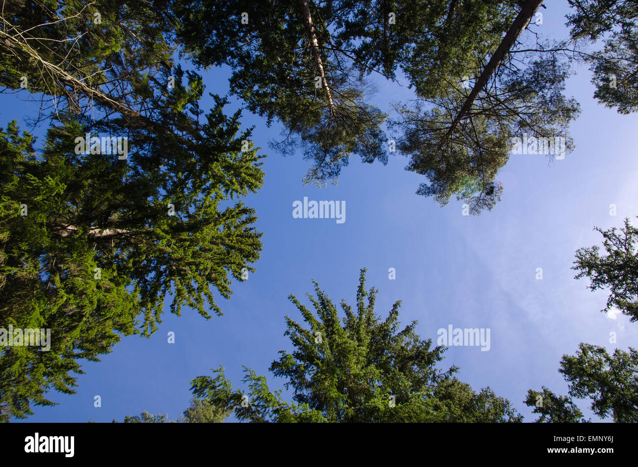 Photo taken from the ground upwards to the tree tops at blue sky Stock ...