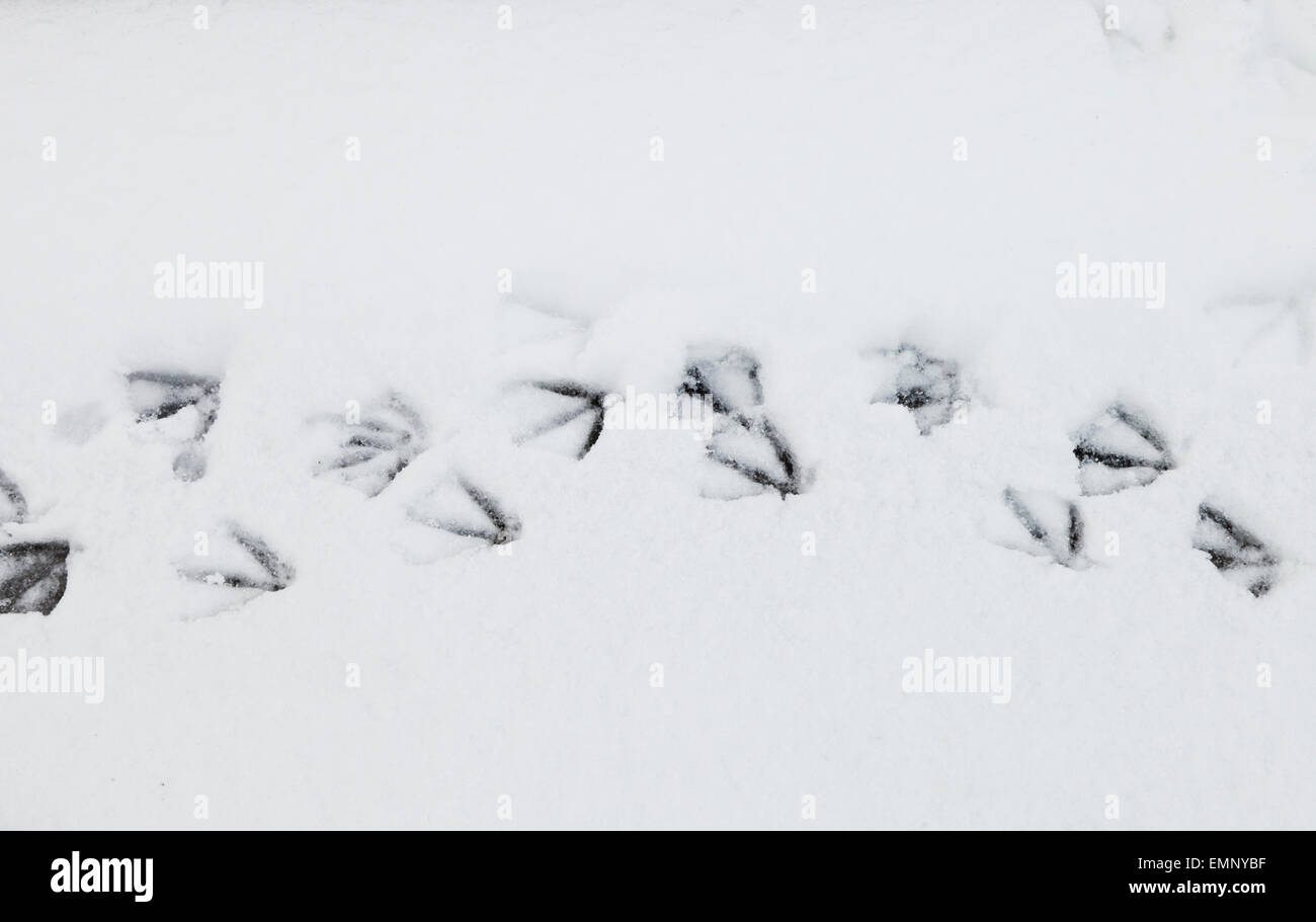 bird tracks in the snow Stock Photo - Alamy