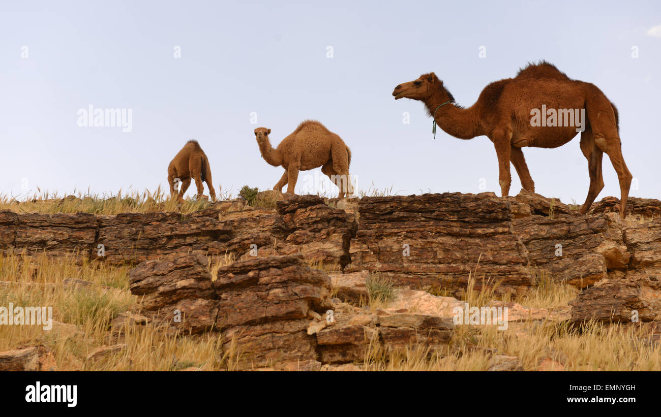 Negev desert israel camel hi-res stock photography and images - Alamy