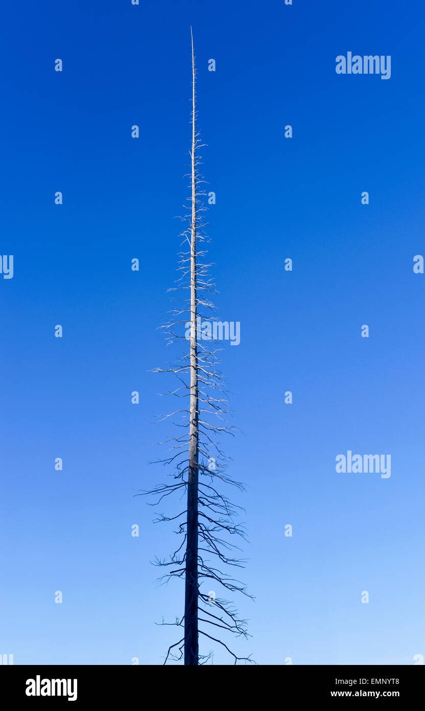 Tall thin tree hi-res stock photography and images - Alamy