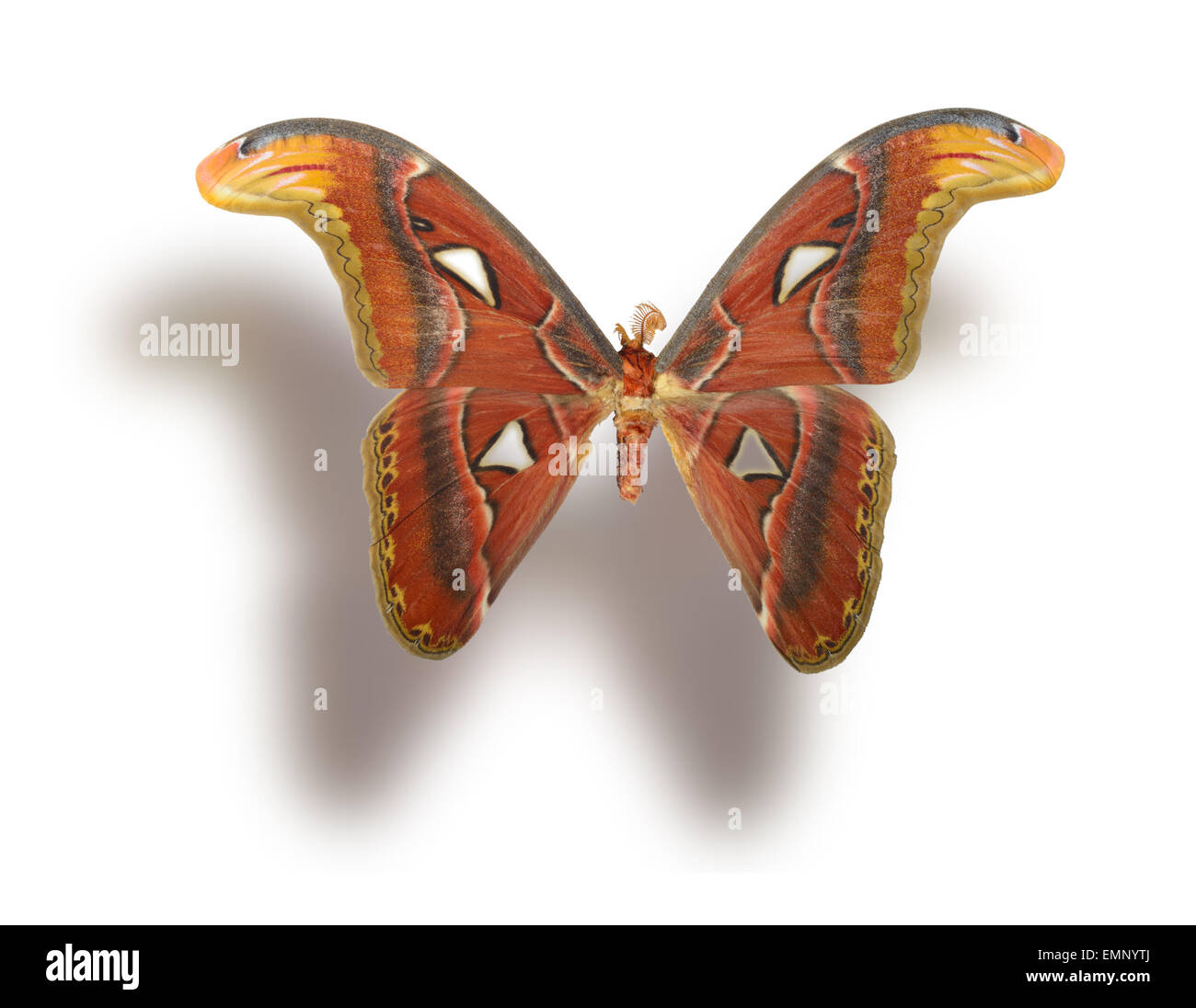 Attacus atlas moth in hi-res stock photography and images - Alamy