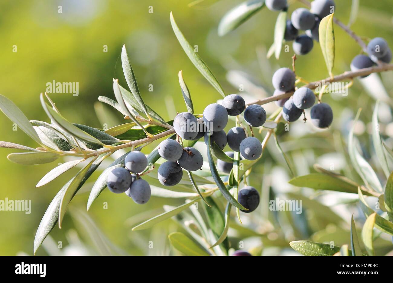 Black olives growing on the tree stock photo, stock, photograph, image ...