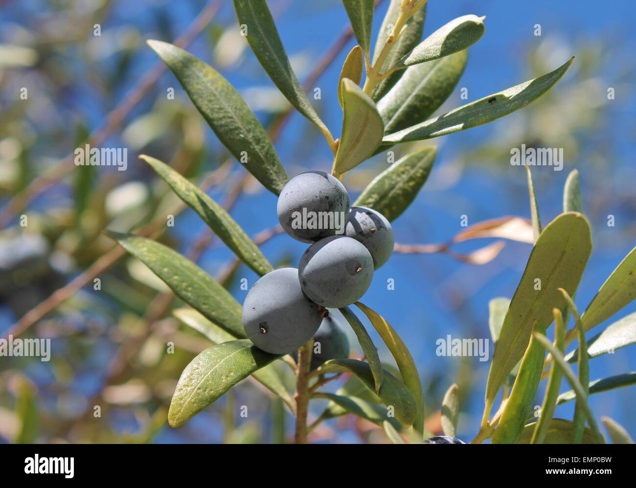Black olives growing on the tree stock photo, stock, photograph, image ...