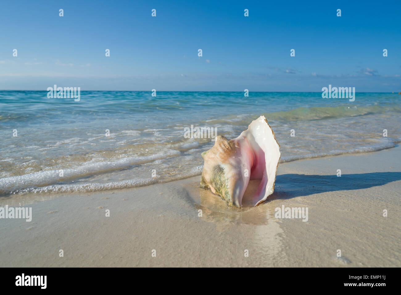 Conch Shell Bahamas Beach. The “queen” conch is a large edible sea ...