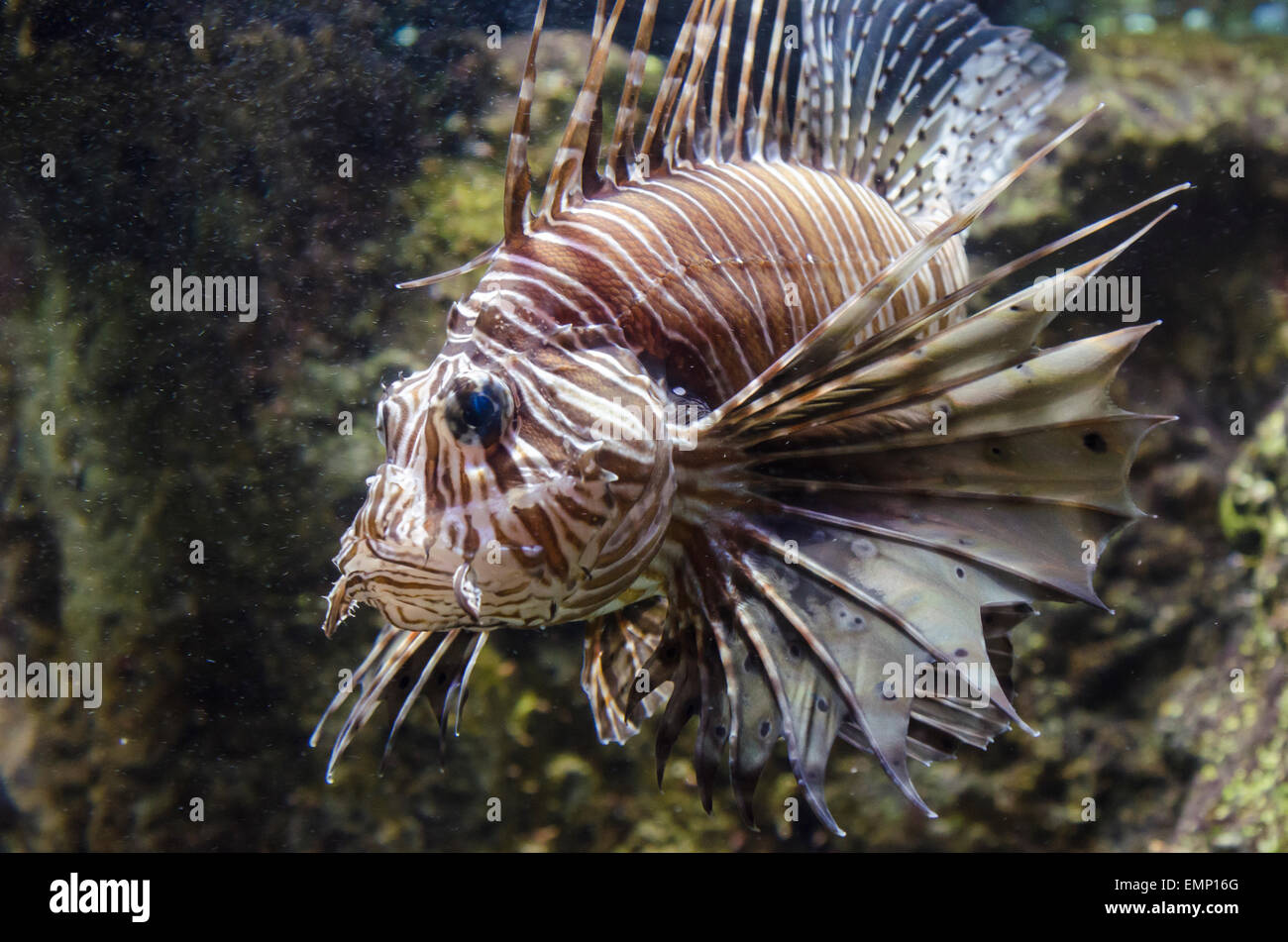 Pittsburgh Zoo & PPG Aquarium Pennsylvania: Lion Fish Stock Photo - Alamy