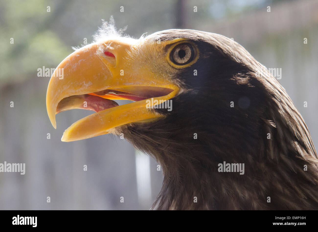 National Aviary Pittsburgh Pennsylvania: Steller's Sea Eagle Stock ...