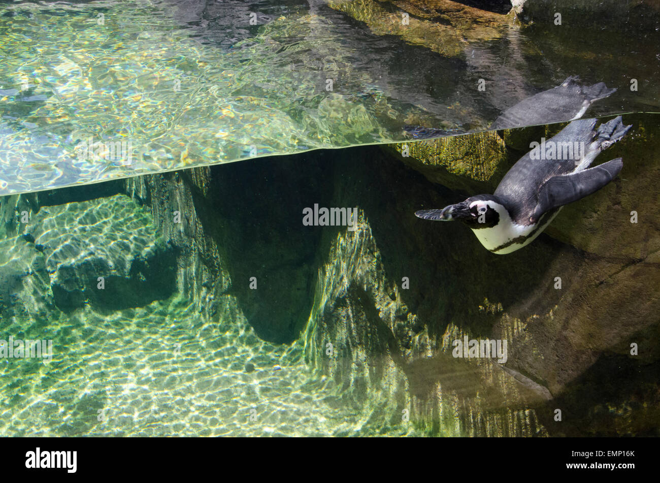 National Aviary Pittsburgh Pennsylvania: African Penguin Stock Photo ...