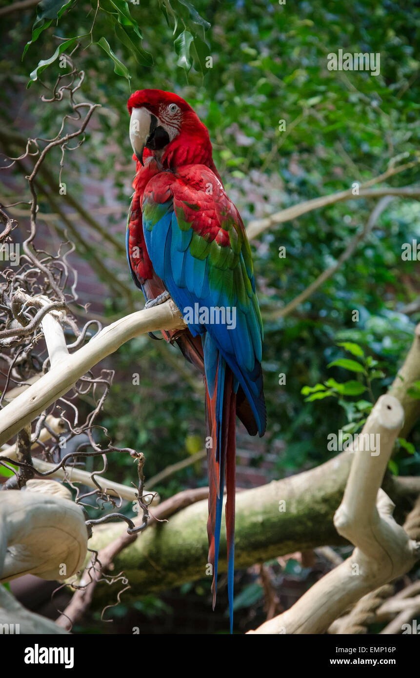 Scarlet Macaw National Aviary Pittsburgh Pennsylvania Stock Photo - Alamy