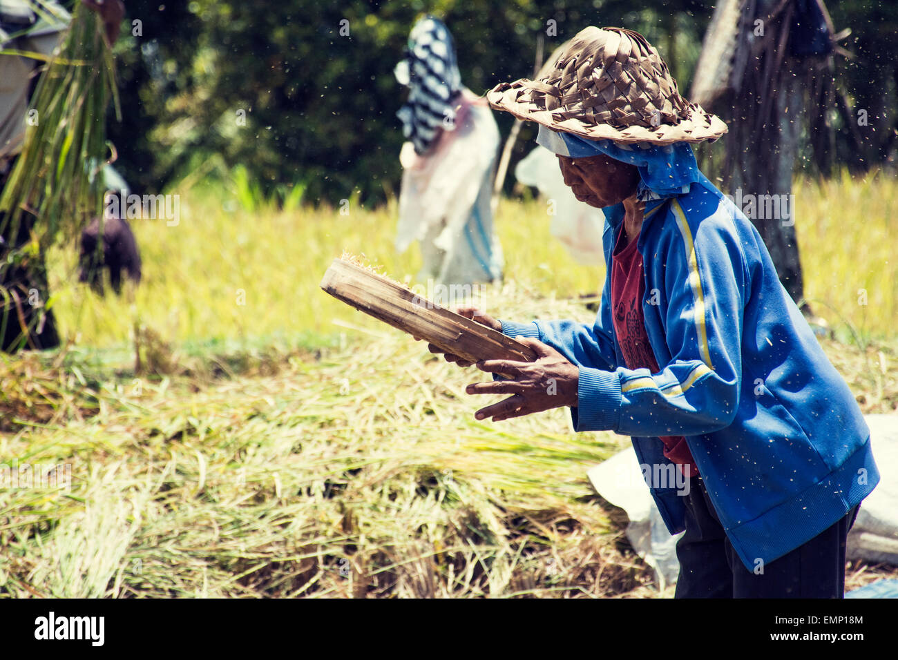 Woman working in rice fields in Ubud, Bali Stock Photo - Alamy