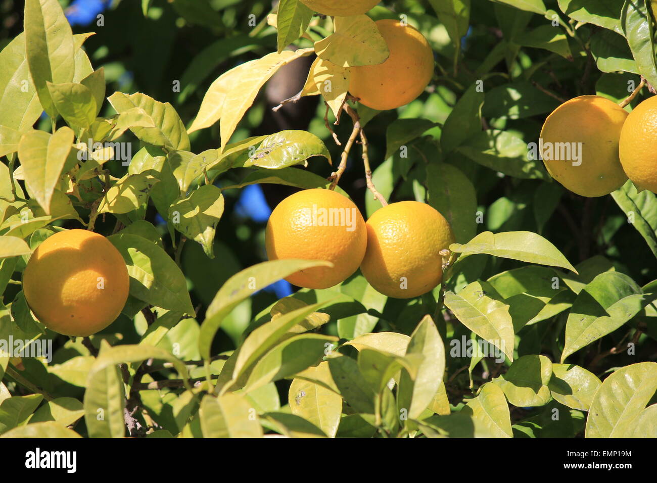 Seville orange blossom hi-res stock photography and images - Alamy