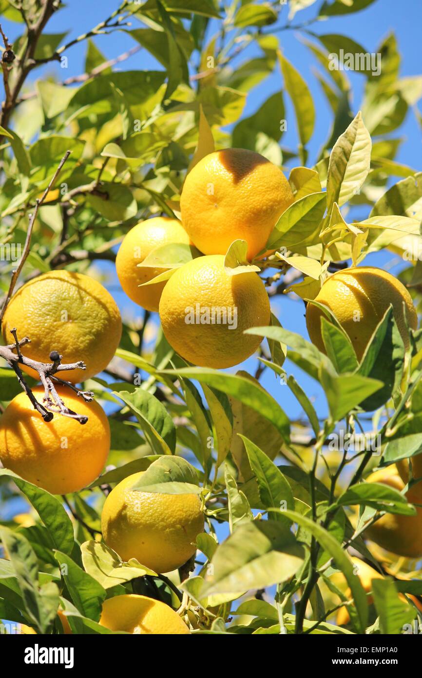 Seville oranges growing on a tree Stock Photo - Alamy