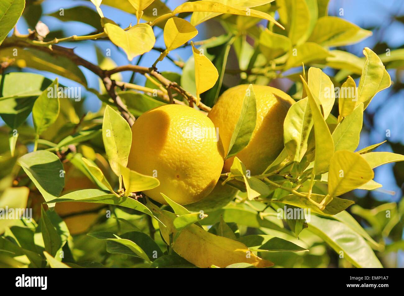 Seville oranges growing on a tree Stock Photo - Alamy
