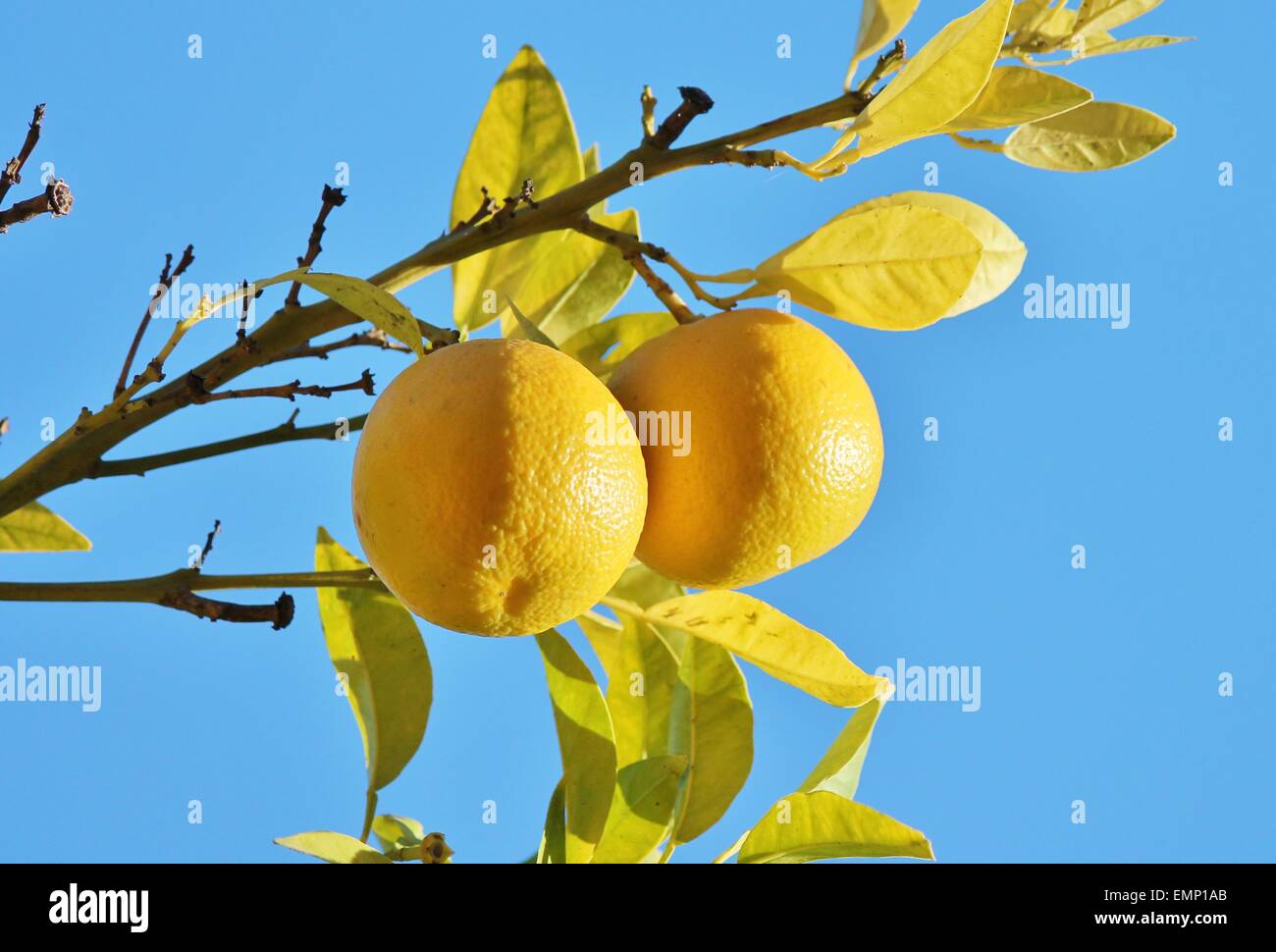 Seville oranges growing on a tree Stock Photo - Alamy