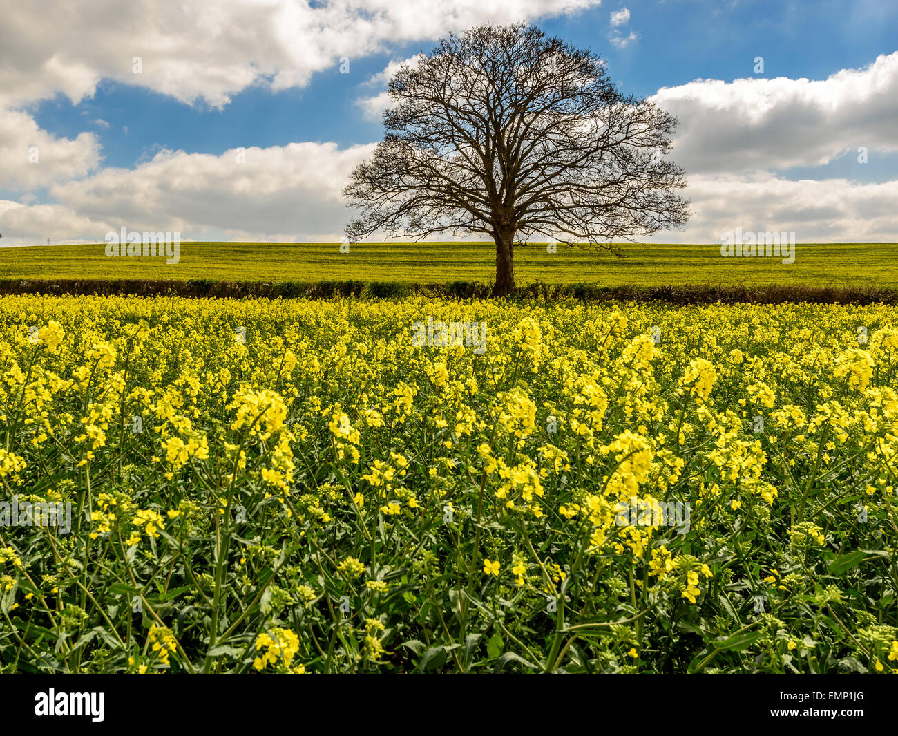 A wonderful view of the rapeseed fields of the Chiltern Hills in early ...