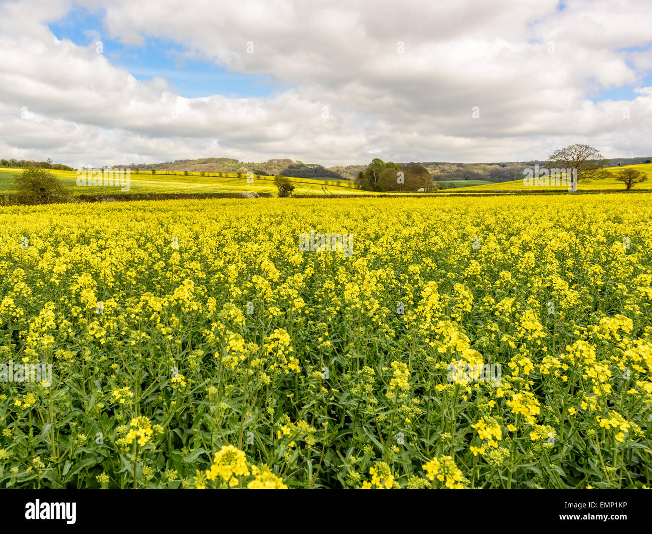 A wonderful view of the rapeseed fields of the Chiltern Hills in early ...