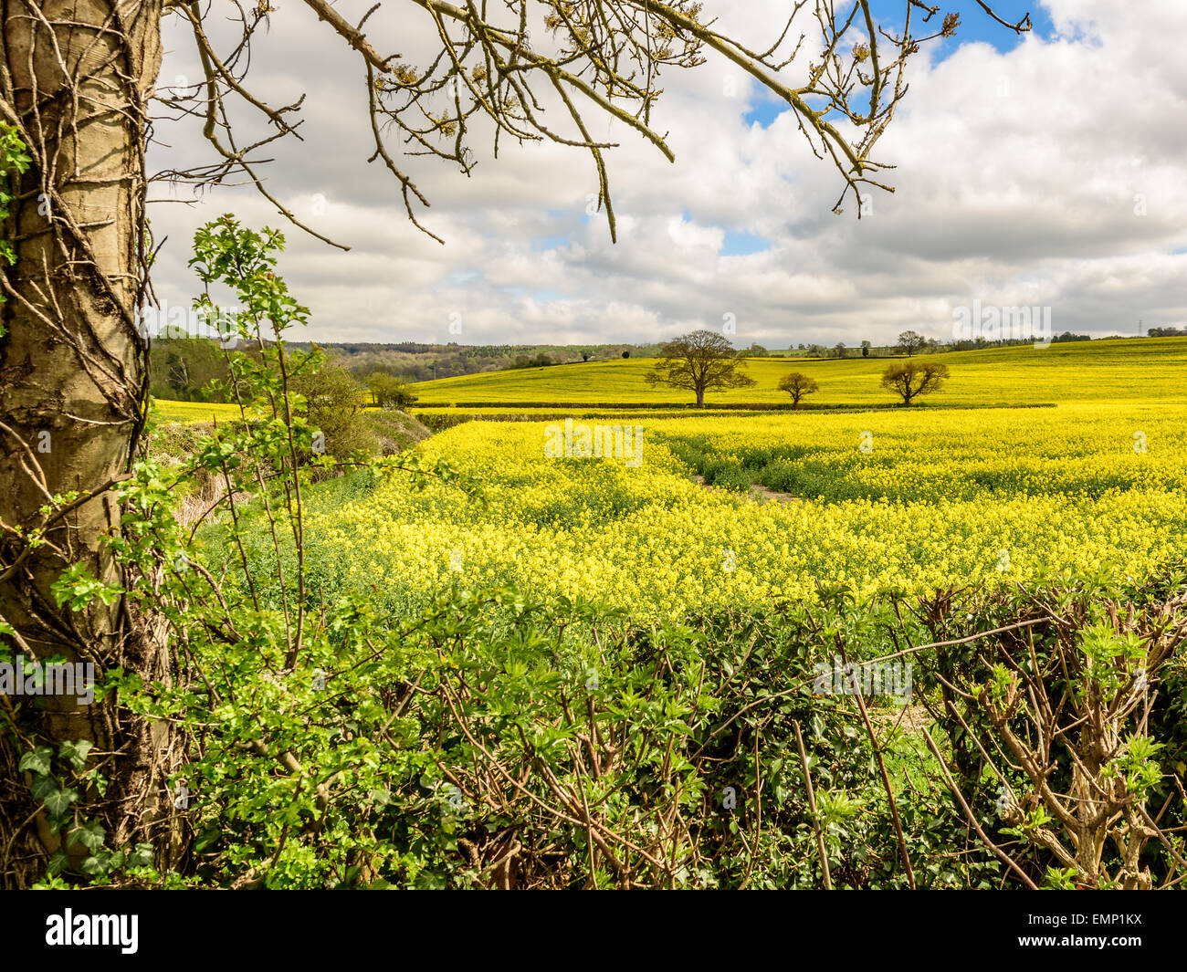 A wonderful view of the rapeseed fields of the Chiltern Hills in early ...