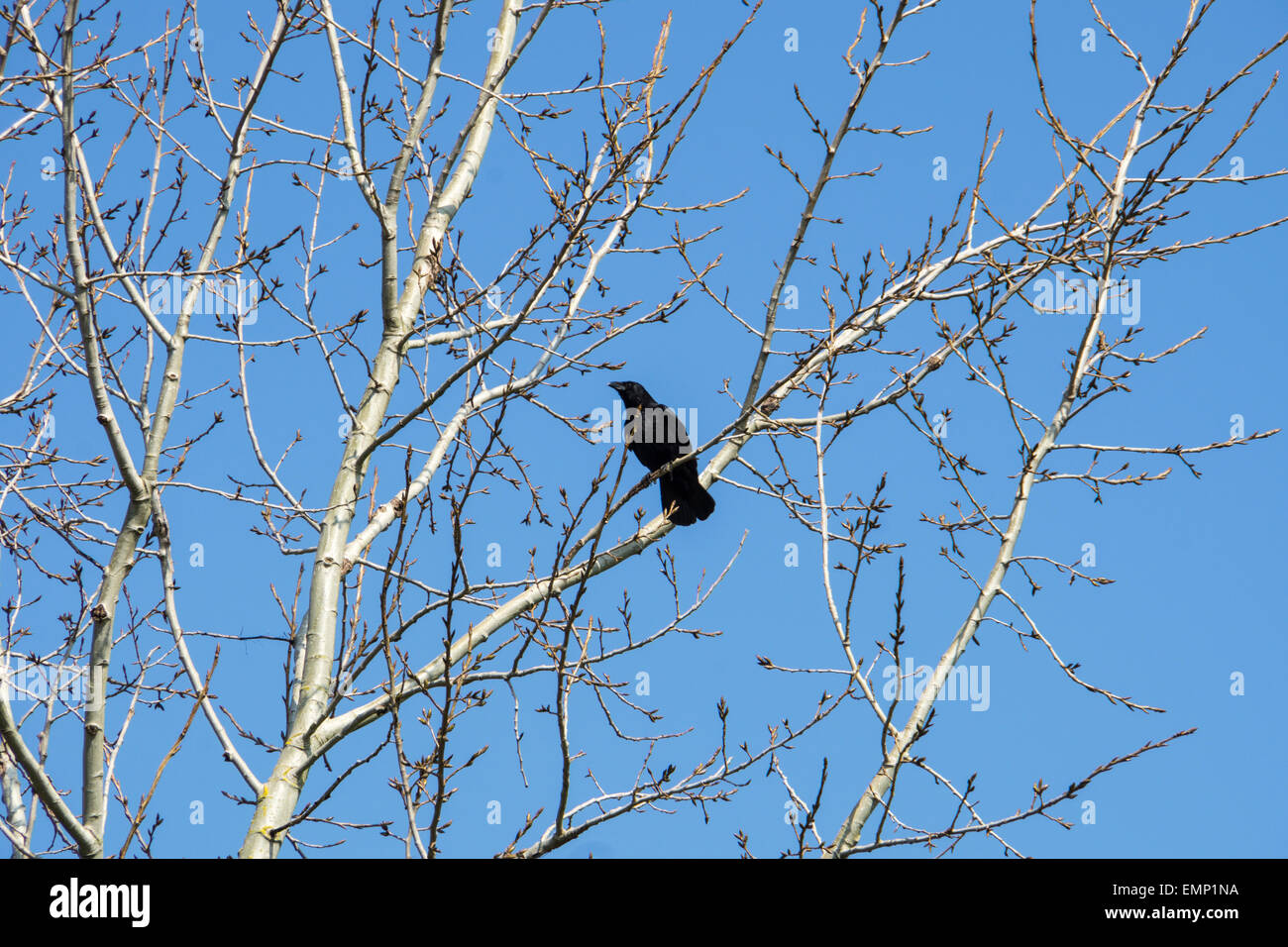 Crow and tree hi-res stock photography and images - Alamy