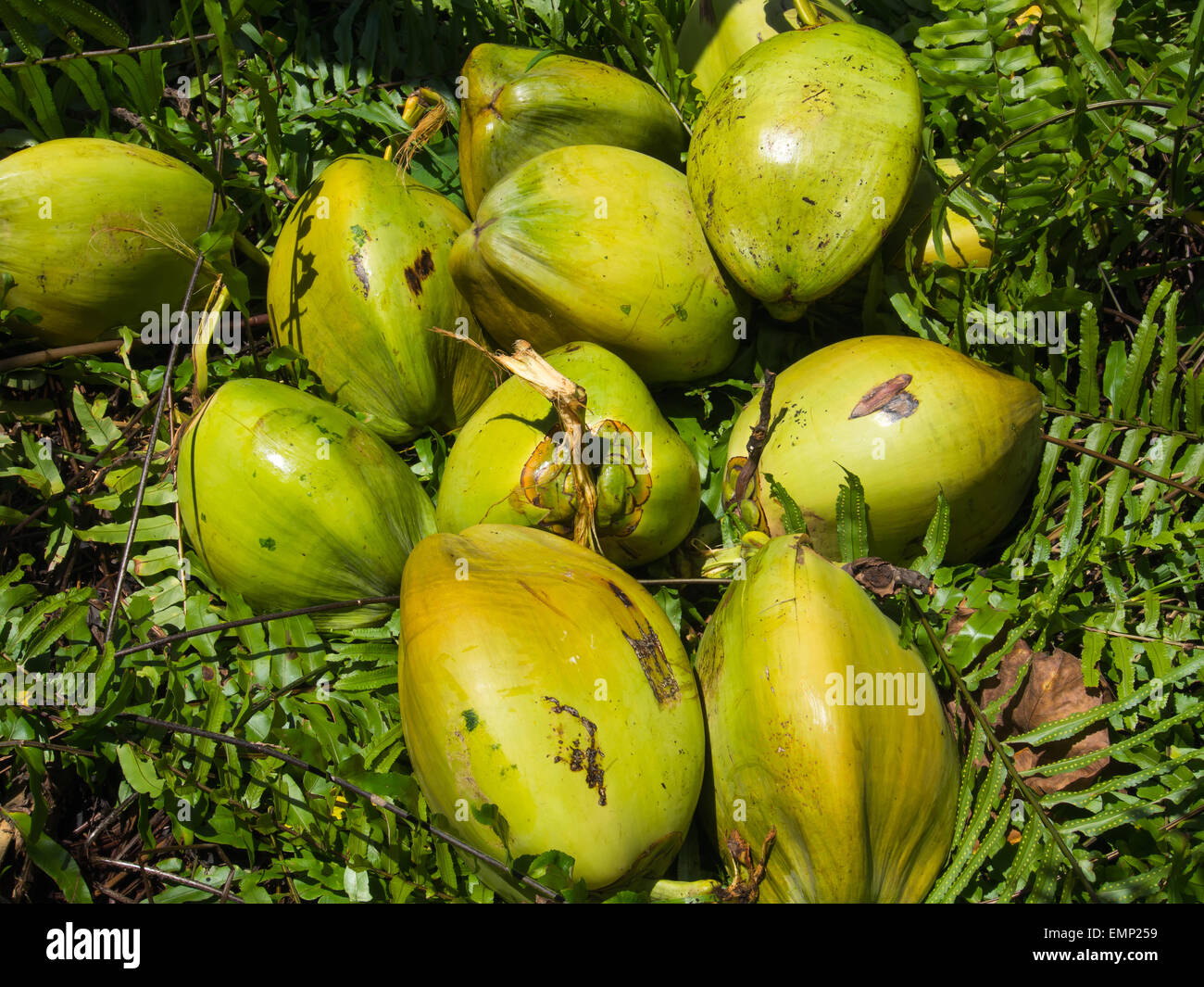 Lying coconut palm tree hi-res stock photography and images - Alamy