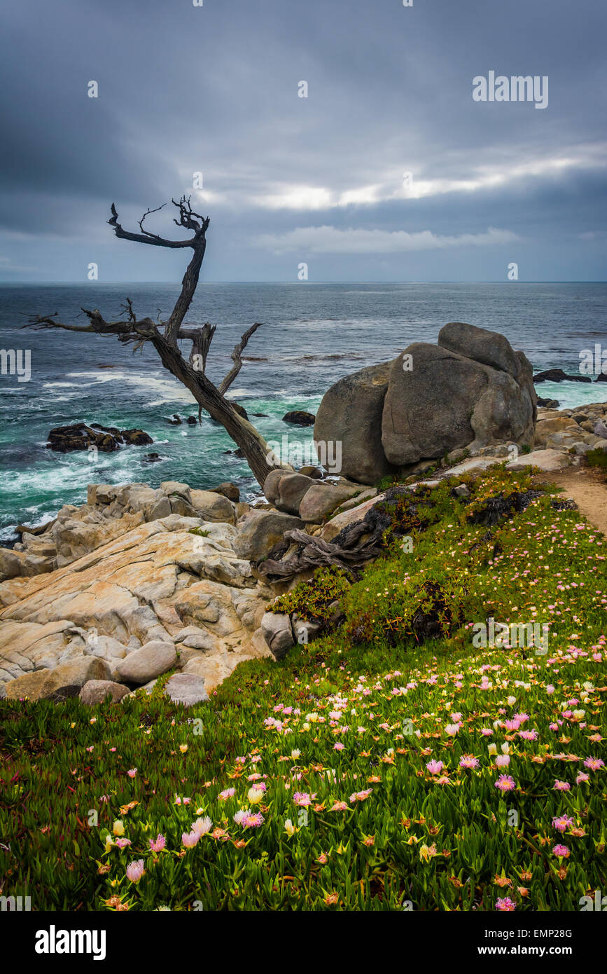 The Ghost Tree and the Pacific Ocean, seen from the 17 Mile Drive, in ...