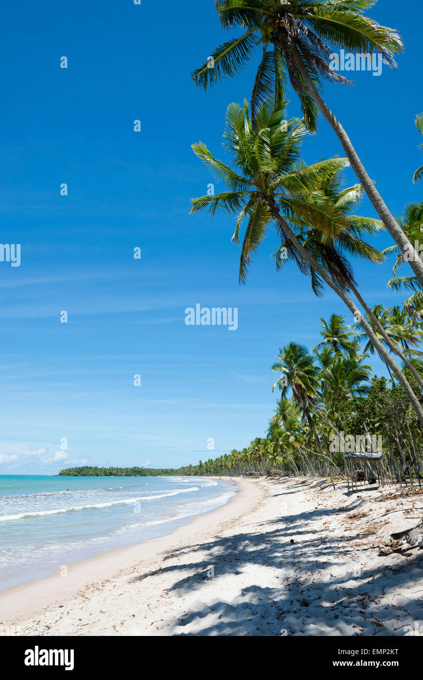 Palm trees on wide remote tropical Brazilian island beach in Bahia ...