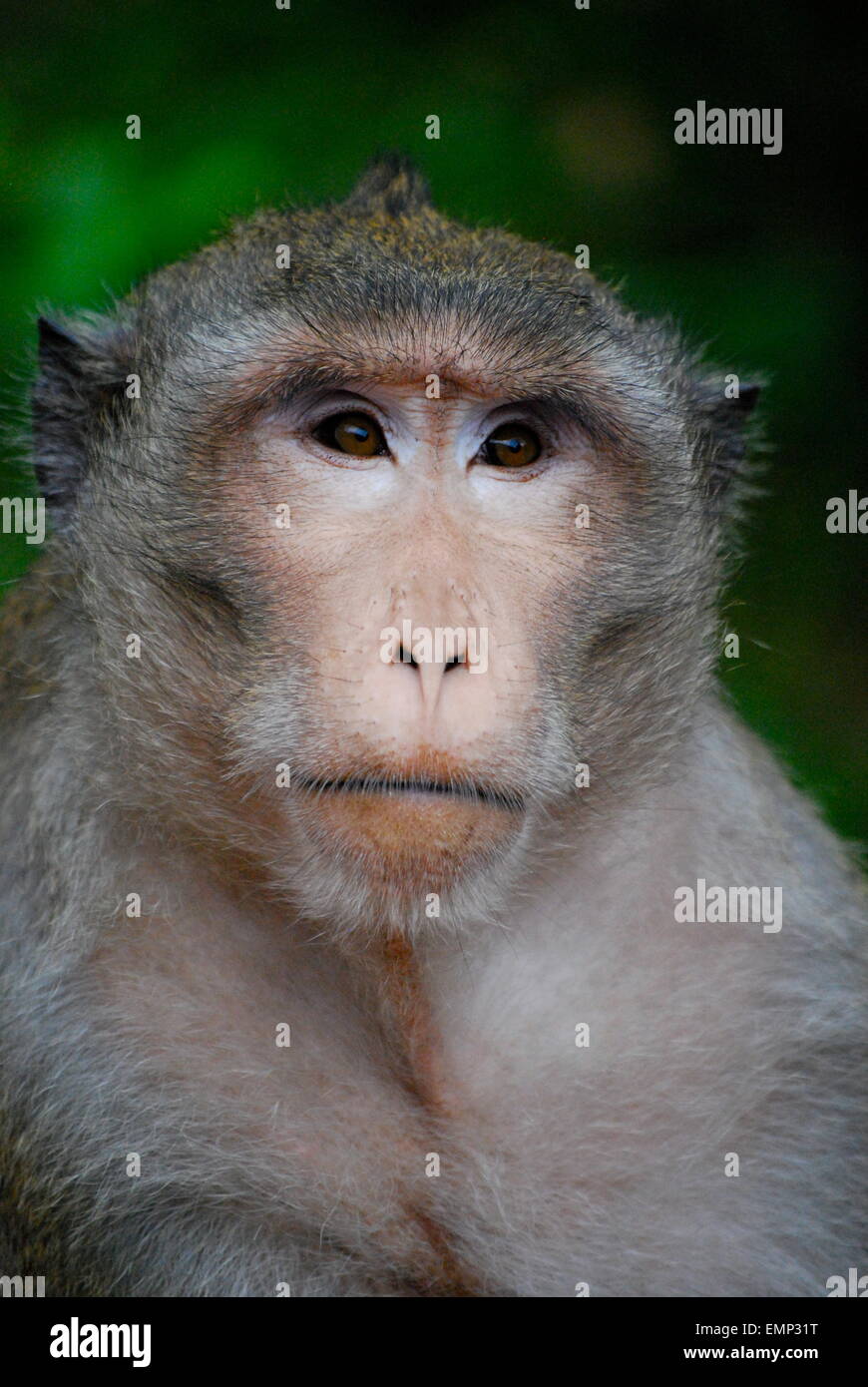 Monkey of cambodia hi-res stock photography and images - Alamy