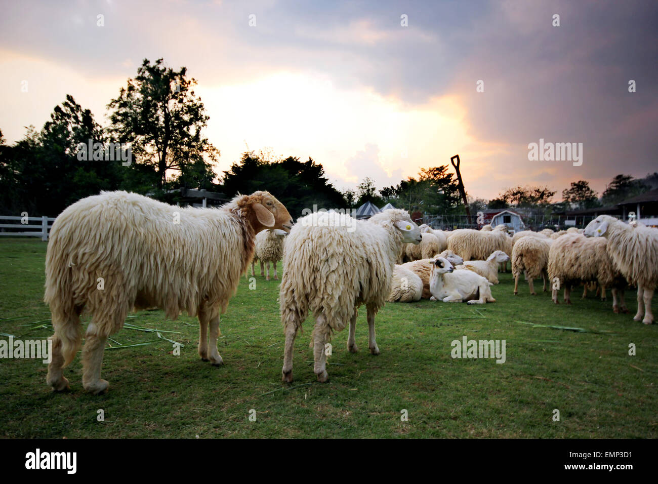 Lambs in the Scenery Resort & Farm, Suanphuang, Thailand Stock Photo ...