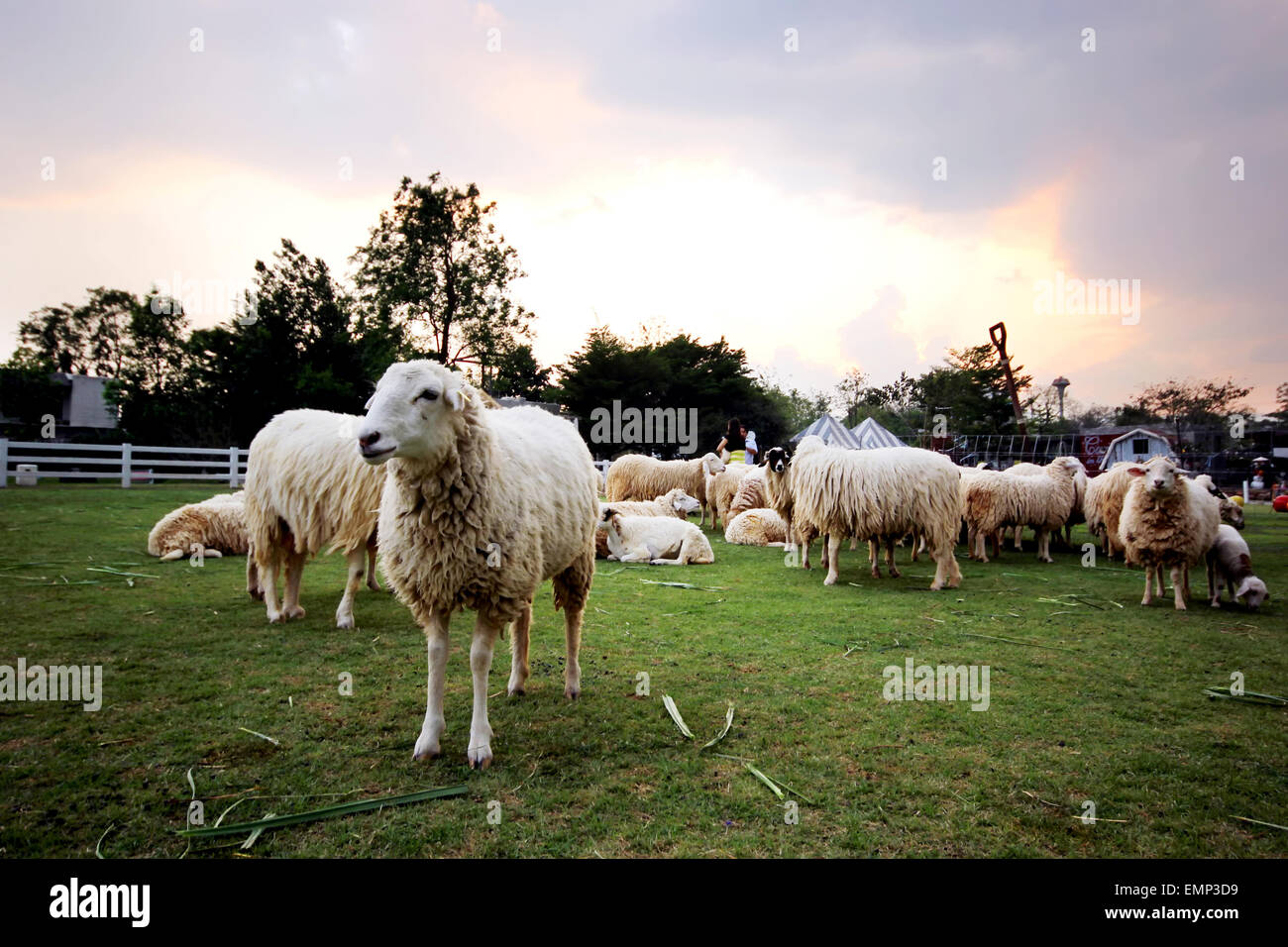 Lambs in scenery resort farm hi-res stock photography and images - Alamy