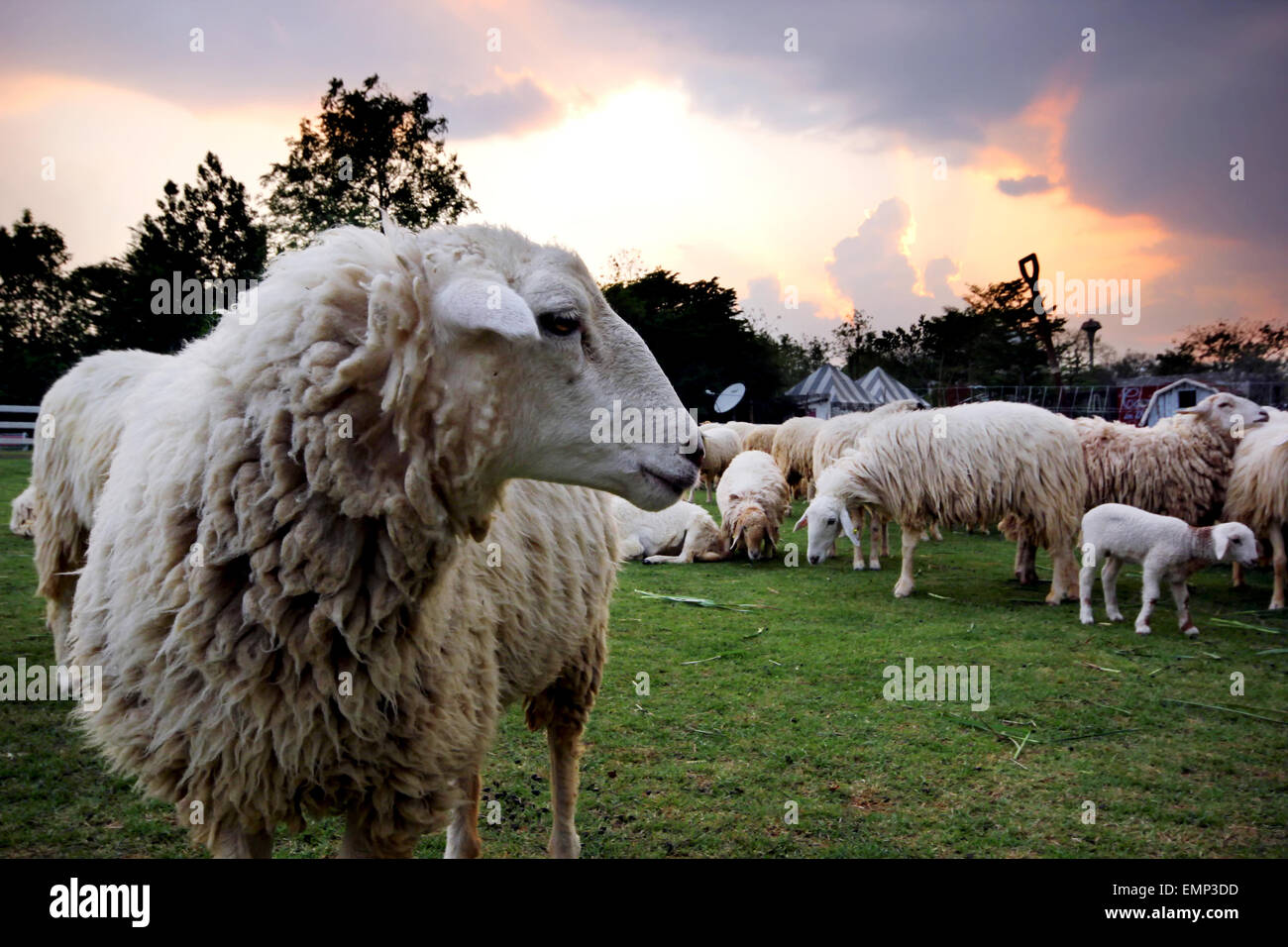 Lambs in scenery resort farm hi-res stock photography and images - Alamy