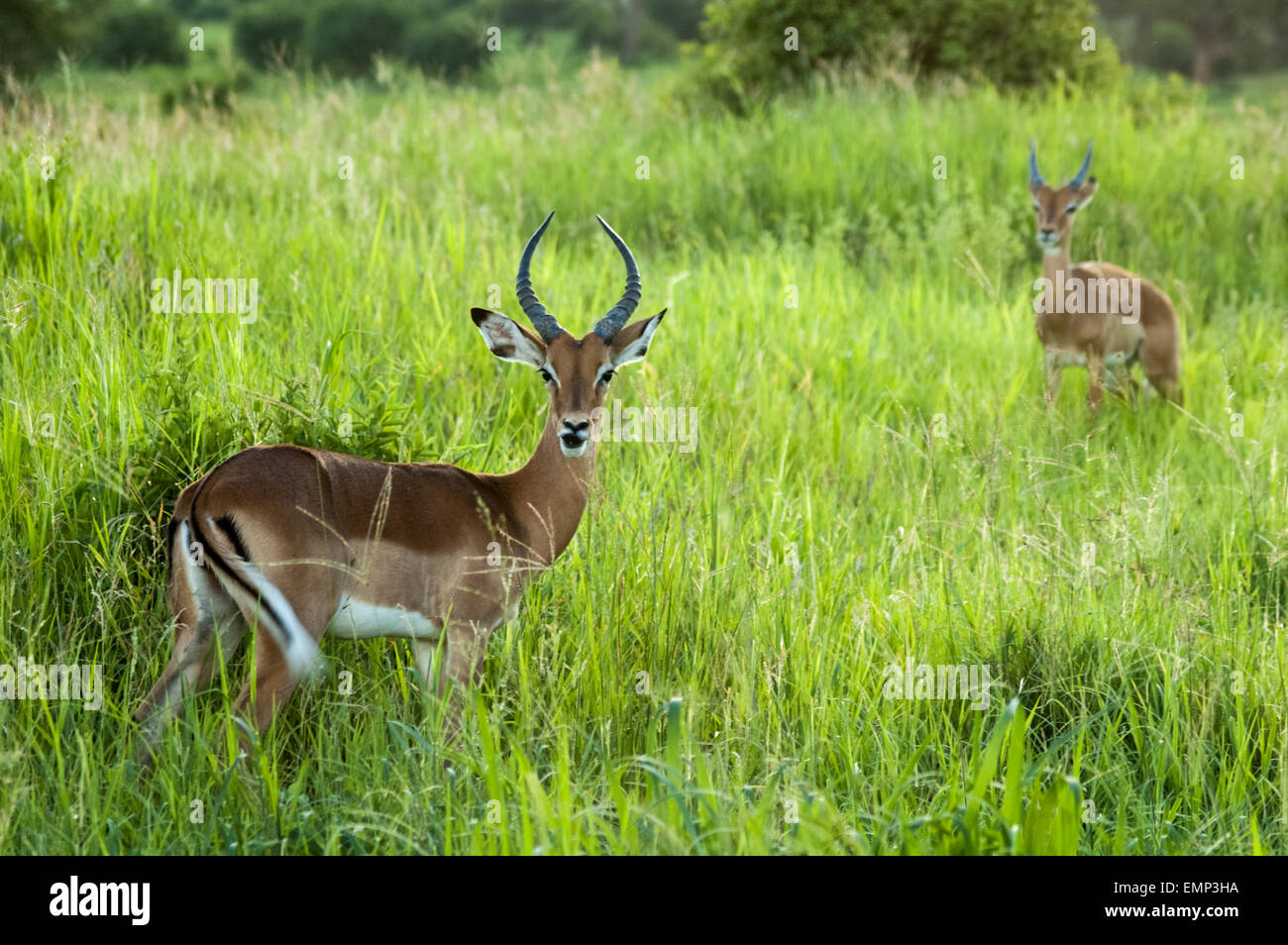 Antelope earing the danger, Serengeti game park, Tanzania Stock Photo ...