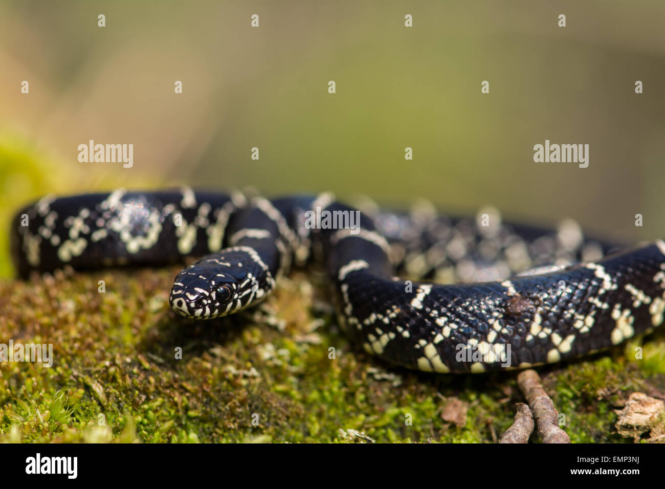 Baby king snake hi-res stock photography and images - Alamy