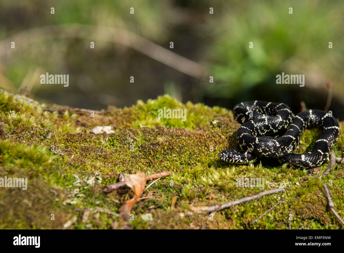 Baby king snake hi-res stock photography and images - Alamy