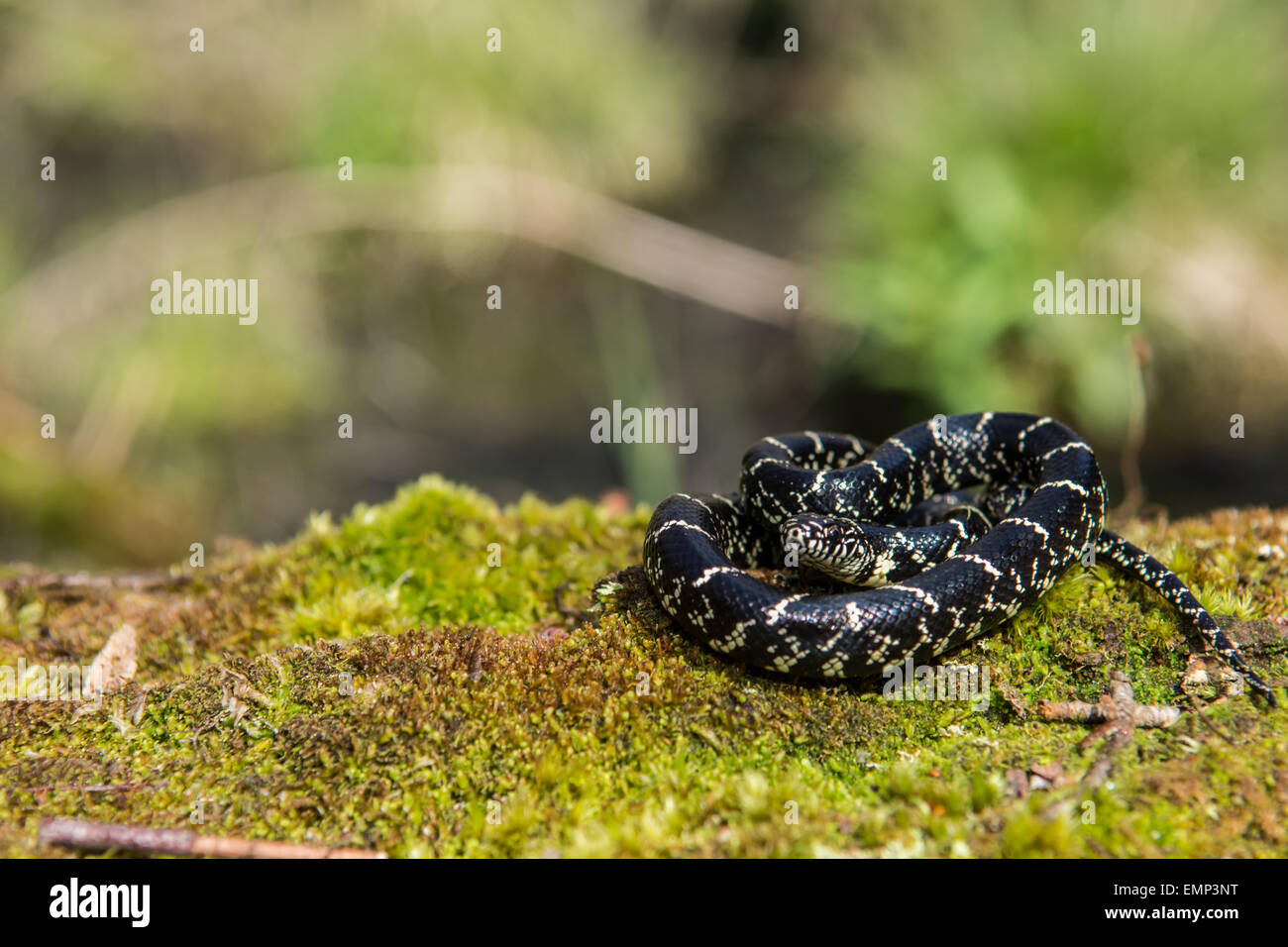 Baby king snake hi-res stock photography and images - Alamy