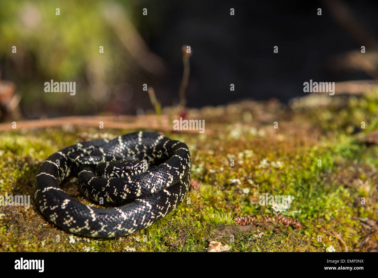 Baby king snake hi-res stock photography and images - Alamy