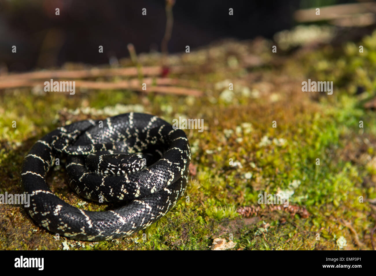 Baby king snake hi-res stock photography and images - Alamy