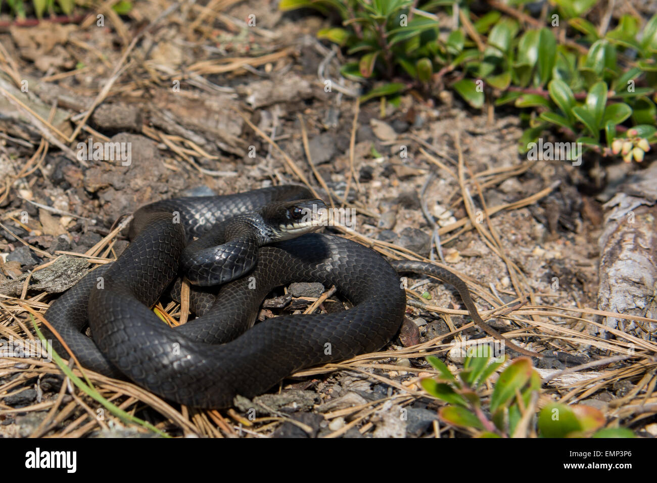 Racer hi-res stock photography and images - Alamy