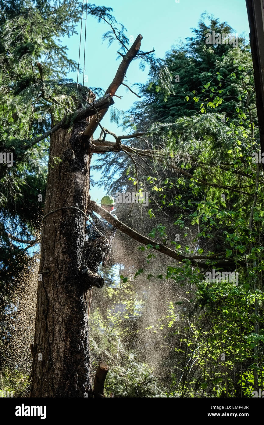 Cut fir man rope chainsaw arborist hi-res stock photography and images ...