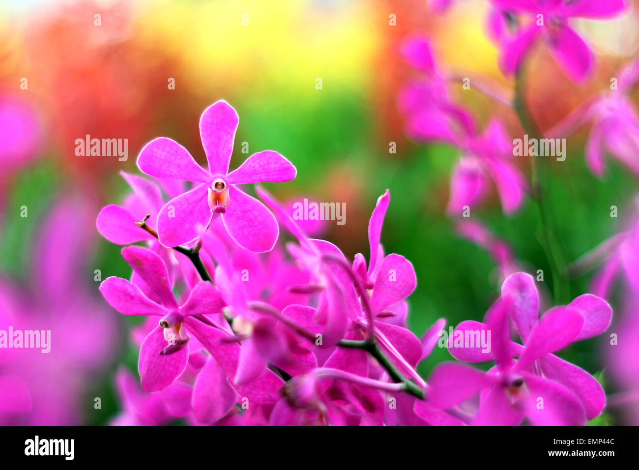 Blooming Orchids in the Garden Stock Photo - Alamy