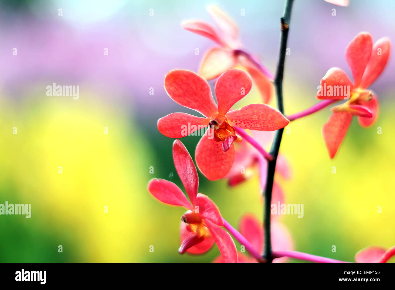 Blooming Orchids in the Garden Stock Photo - Alamy