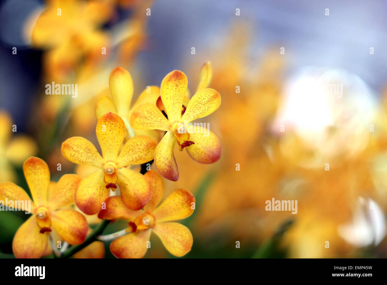 Blooming Orchids in the Garden Stock Photo - Alamy